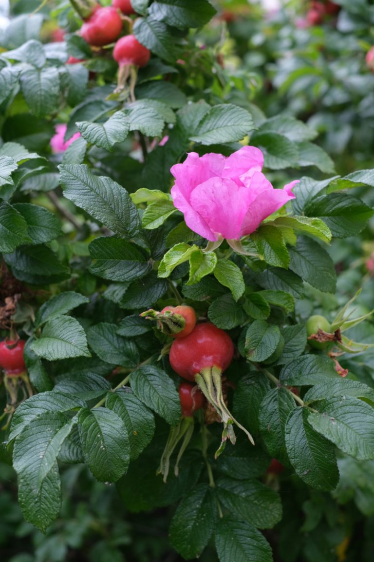 How to Grow Roses from Rose Hips: A Beginner's Guide - Scentsational Garden